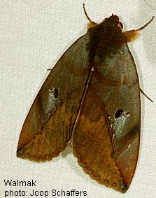 Papua Insects Foundation (Lepidoptera/Erebidae/Erebinae/Ophiusini ...